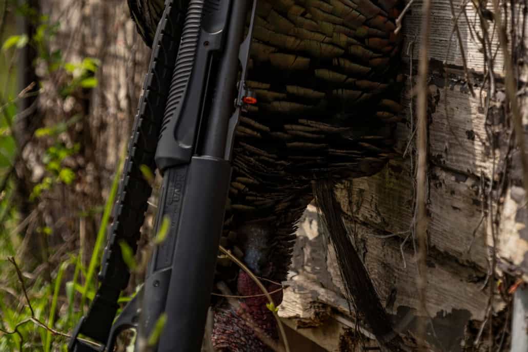 Successful Spring Turkey Hunting Tactics and Tips - Dead Ringer